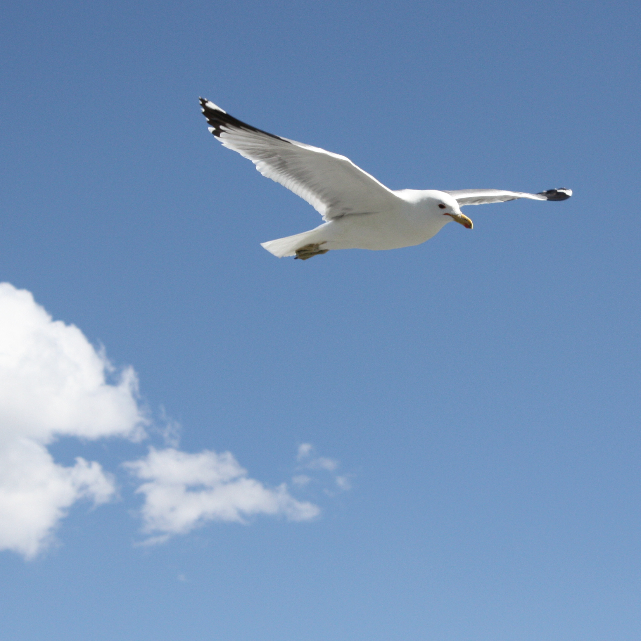 Birds Community | Digg | Digg